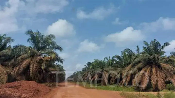 Pemutihan Ratusan Ribu Hektare Sawit Ilegal di Kalimantan Tengah Tak Libatkan Dinas Perkebunan ...